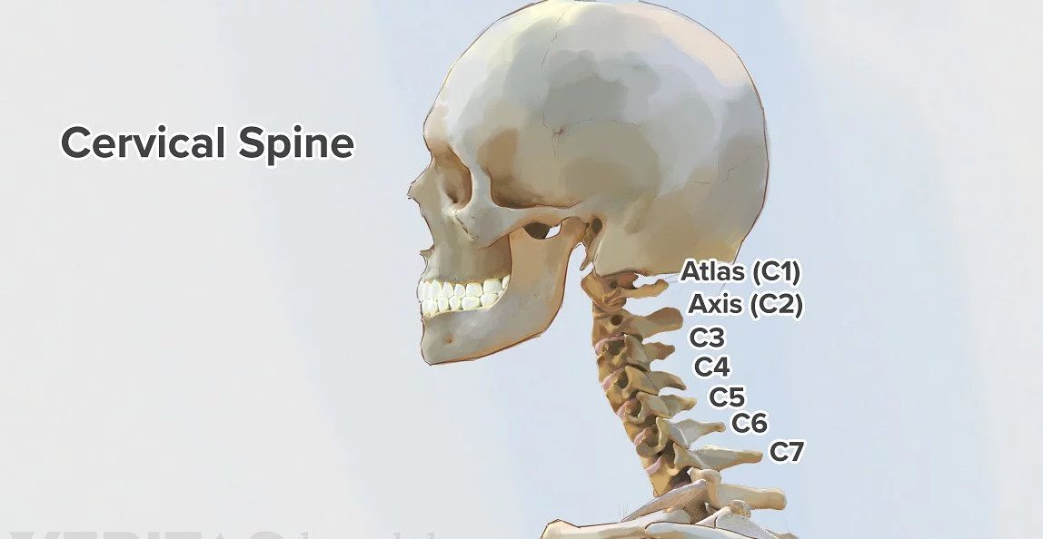 Cervical Spine C2 And C3