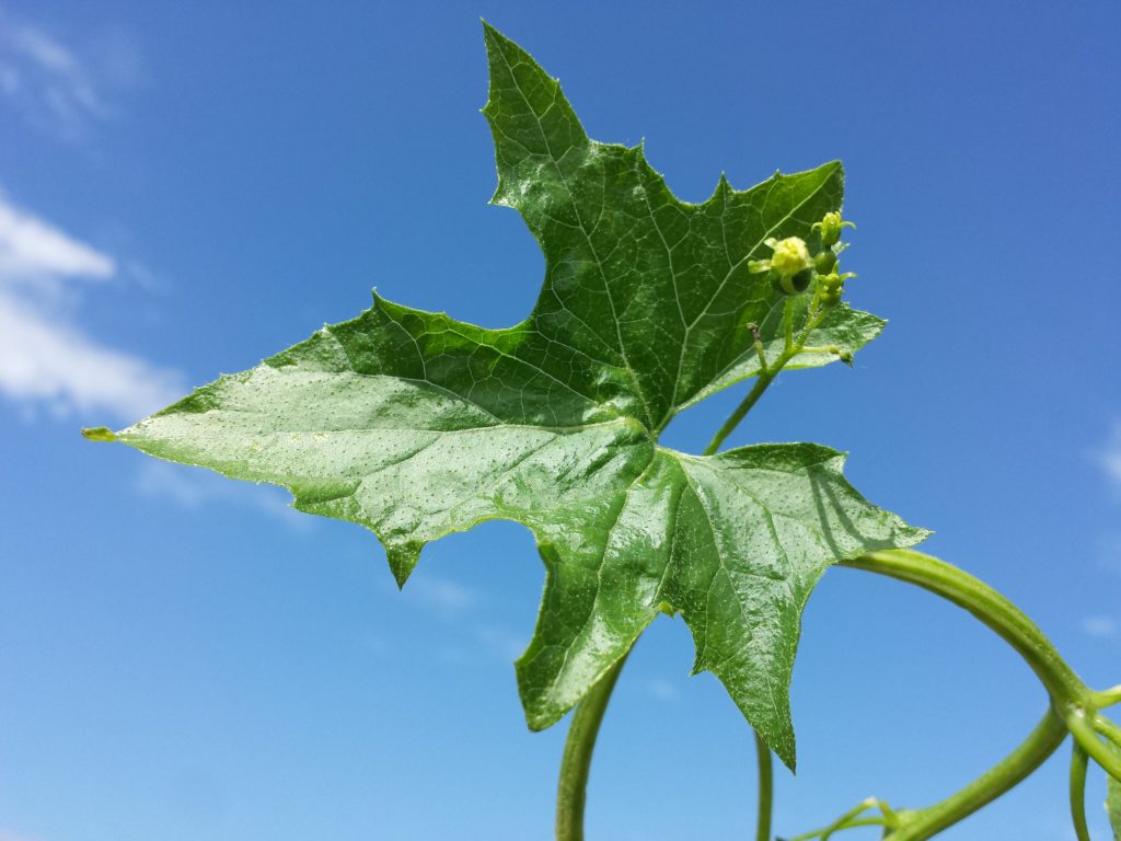 Bryonia Alba - Homeopathic Medicine: Its Uses, Indications and Dosage