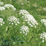 Conium – Homeopathic Medicine: Its Uses, Indications and Dosage