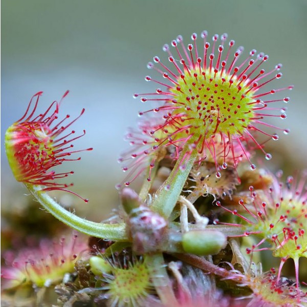 Drosera Rotundifolia - Homeopathic Medicine: Its Uses, Indications and ...