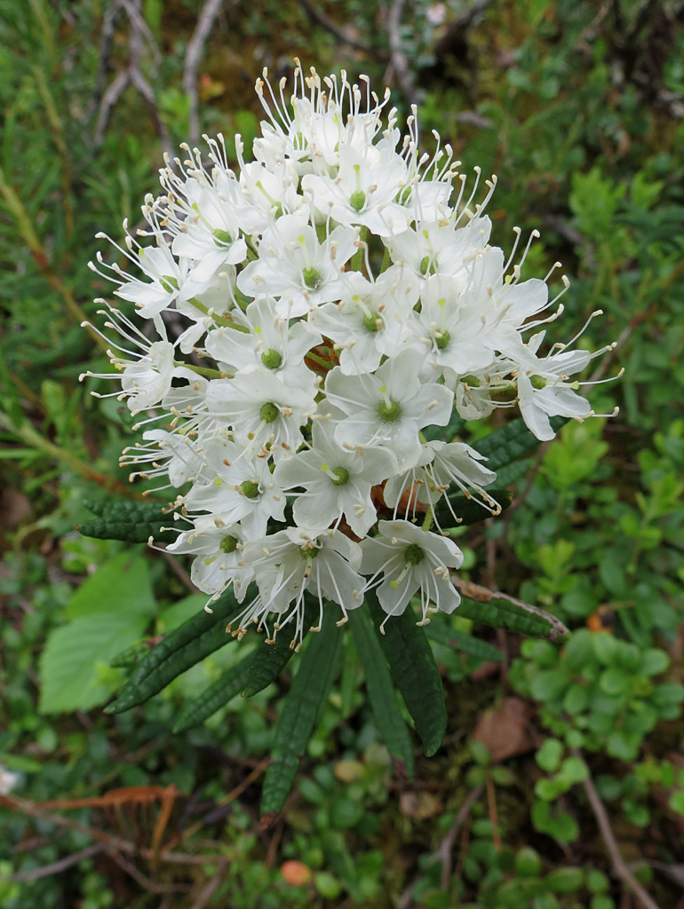 Ledum Palustre: Homeopathic Medicine – Its Use, Indications And Dosage ...