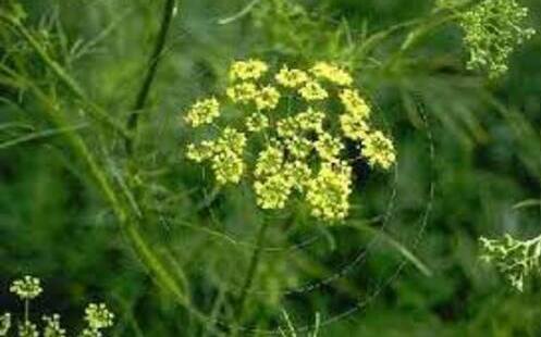 Asafoetida: Homeopathic Medicine – Its Use, Indications and Dosage ...