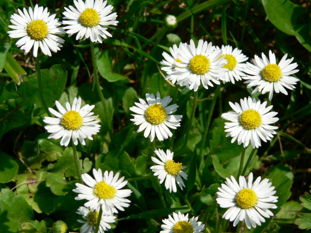 Bellis Perennis: Homeopathic Medicine – Its Use, Indications And Dosage ...