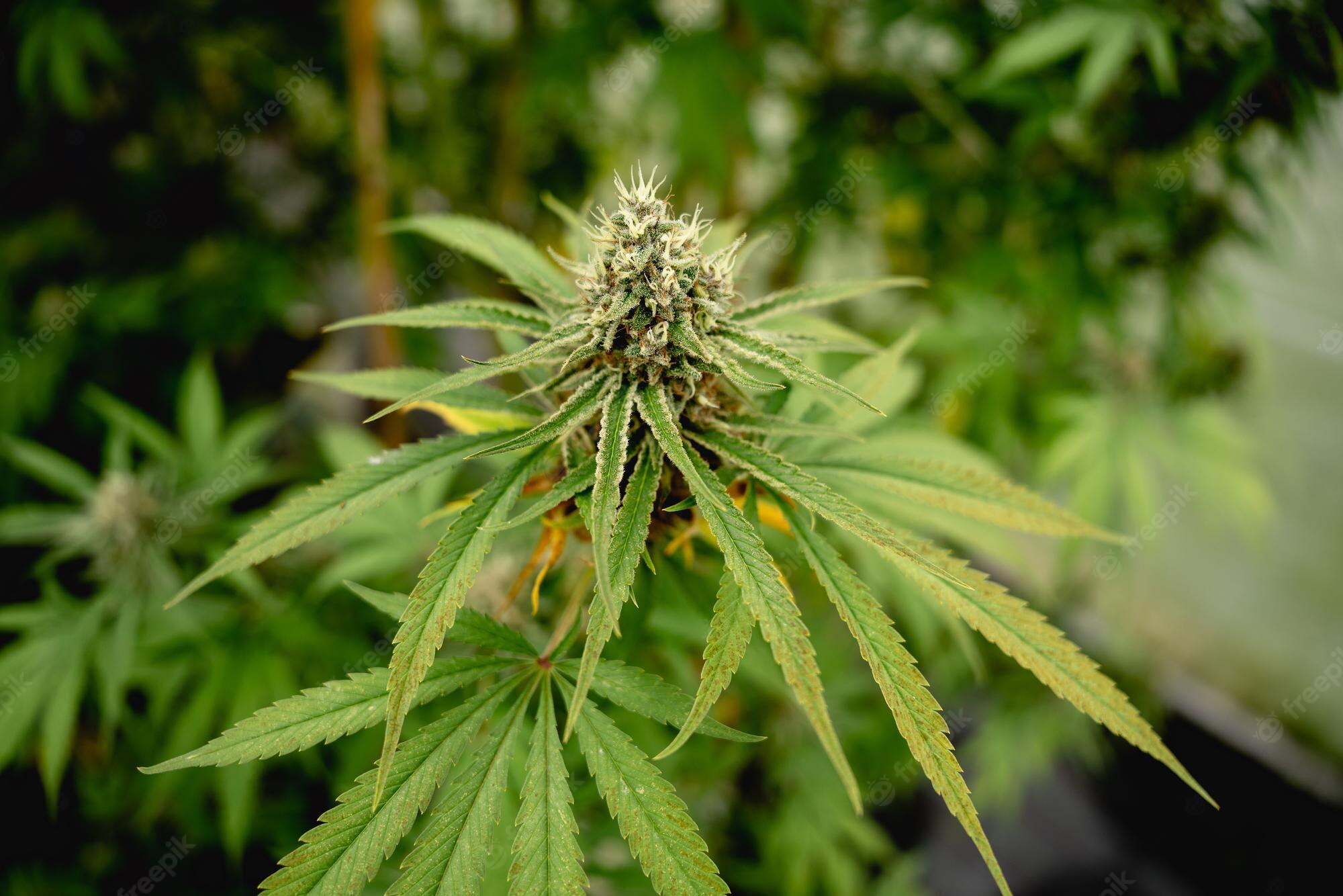 Cannabis Sativa Homeopathic Medicine Its Use Indications And Dosage