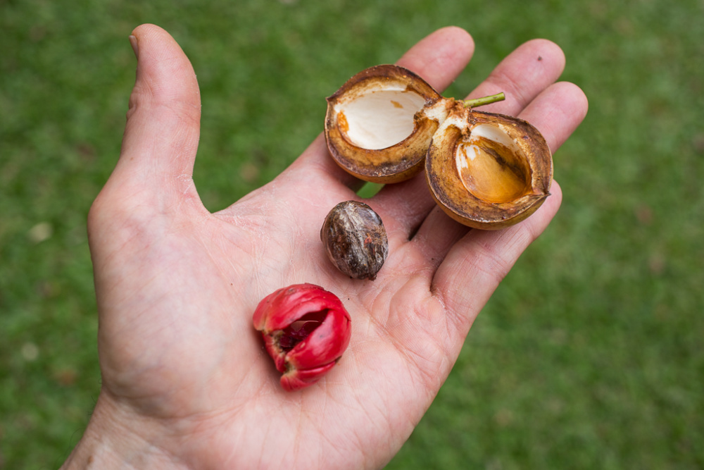 Nux Moschata: Homeopathic Medicine – Its Use, Indications And Dosage ...